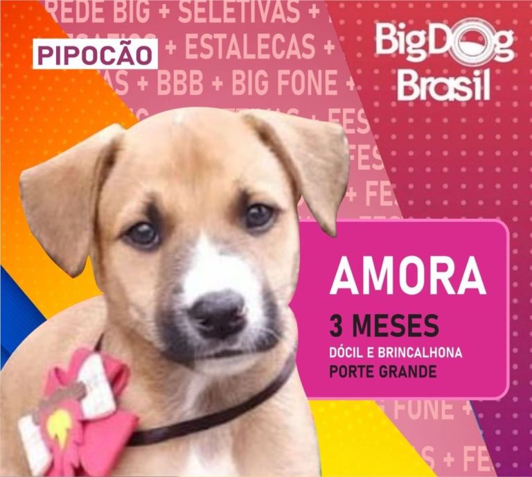 Big Dog Brasil: trabalho de adoção de cães faz sucesso inspirado no BBB ...