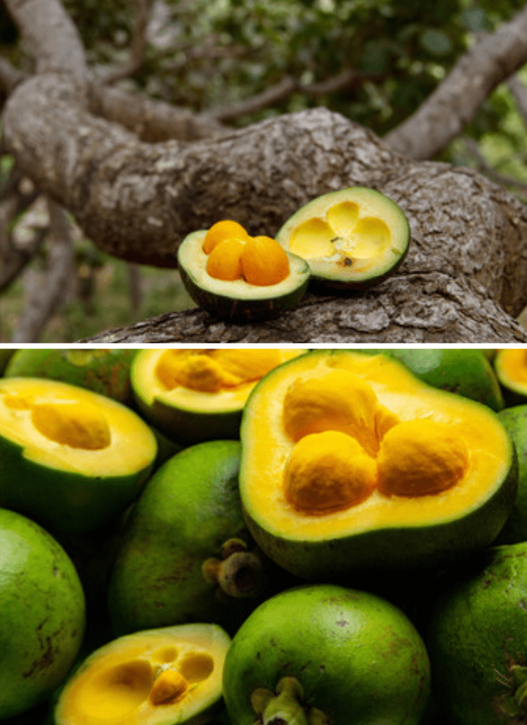 O Pequi: entre sabores e ciência, um tesouro do Cerrado Goiano - Diário ...